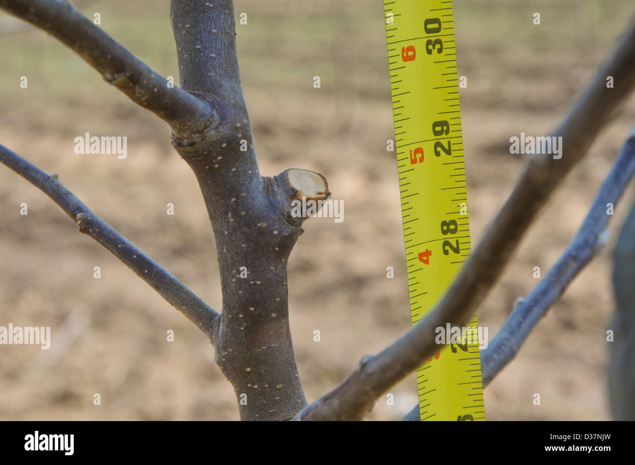 Measuring tall spindle apple tree branches to determine growth Stock ...
