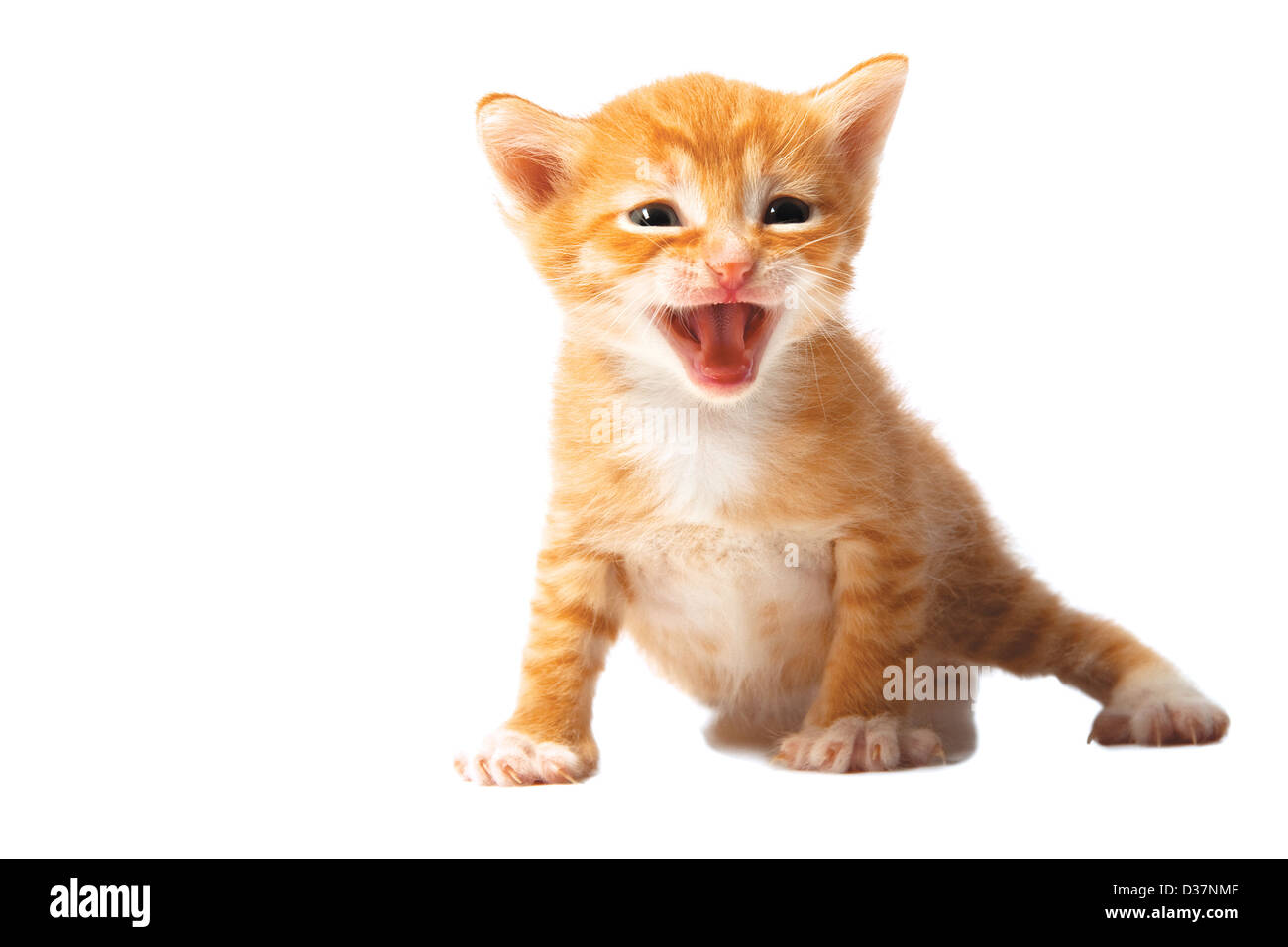 small fluffy orange kitten Stock Photo - Alamy