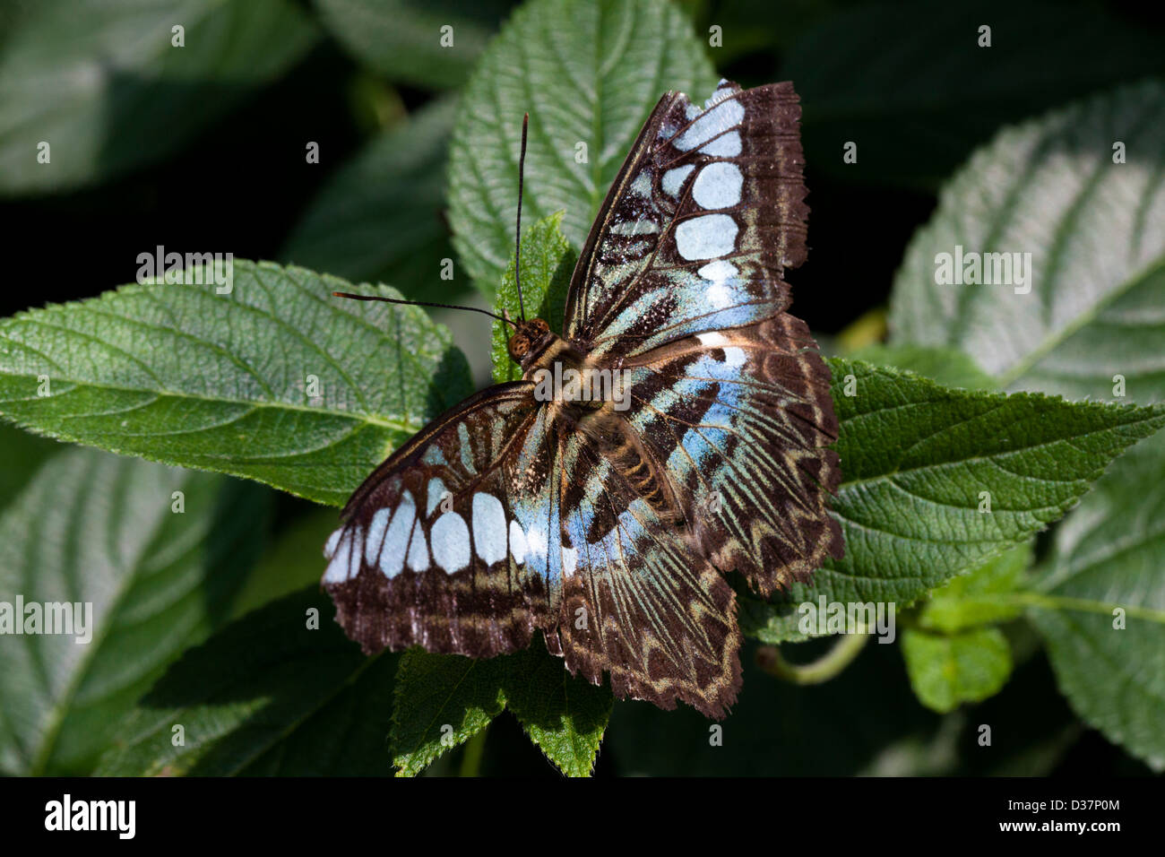 African blue clipper hi-res stock photography and images - Alamy