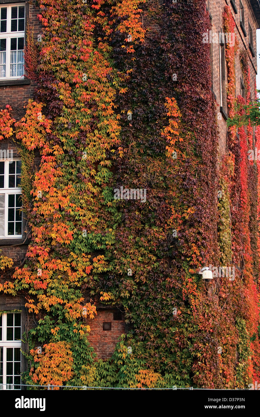 Ivy growth in the 3rd floor on a brick wall of the building Stock Photo ...