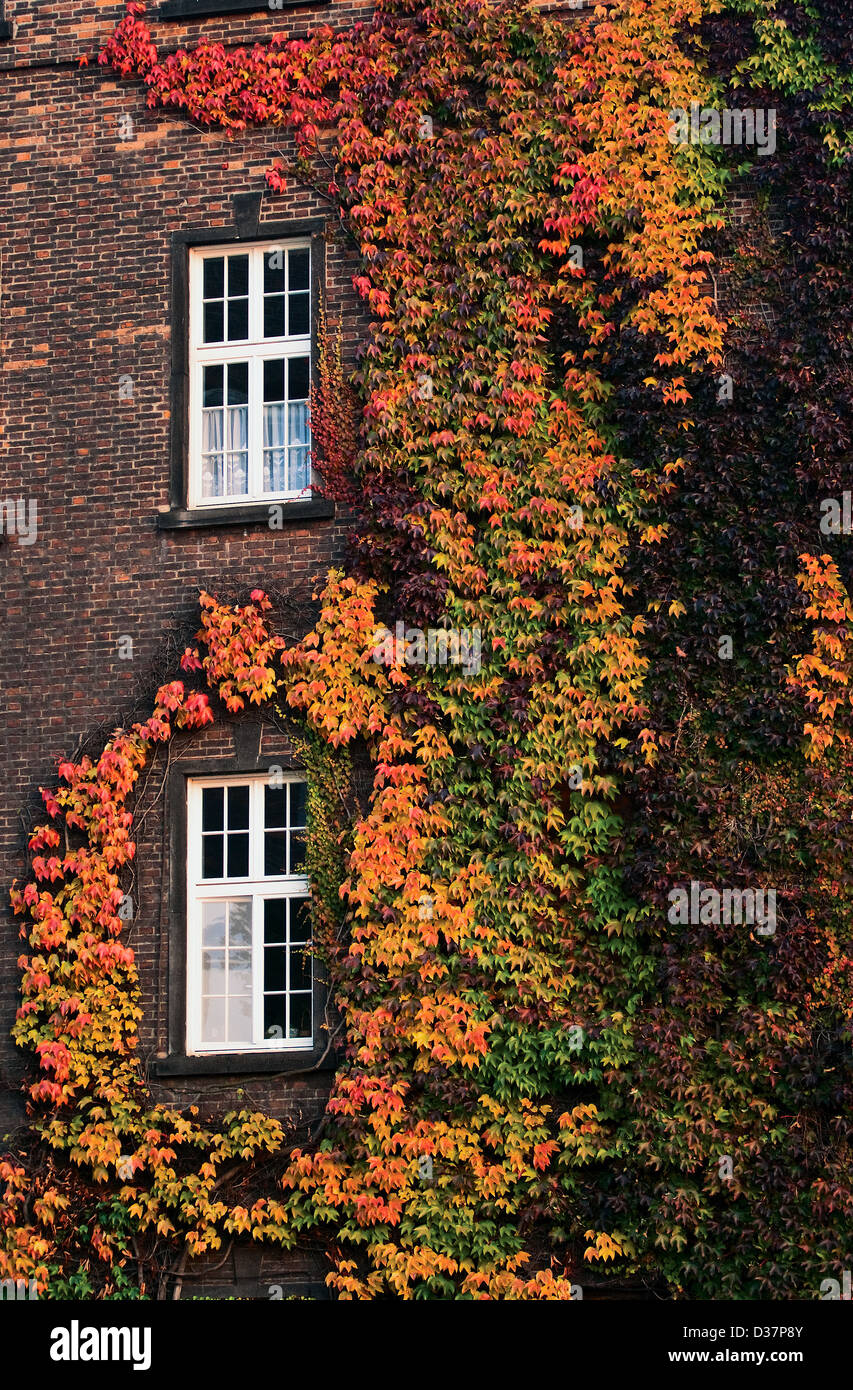 Variegated ivy autumn twist around the windows on the brick wall Stock ...