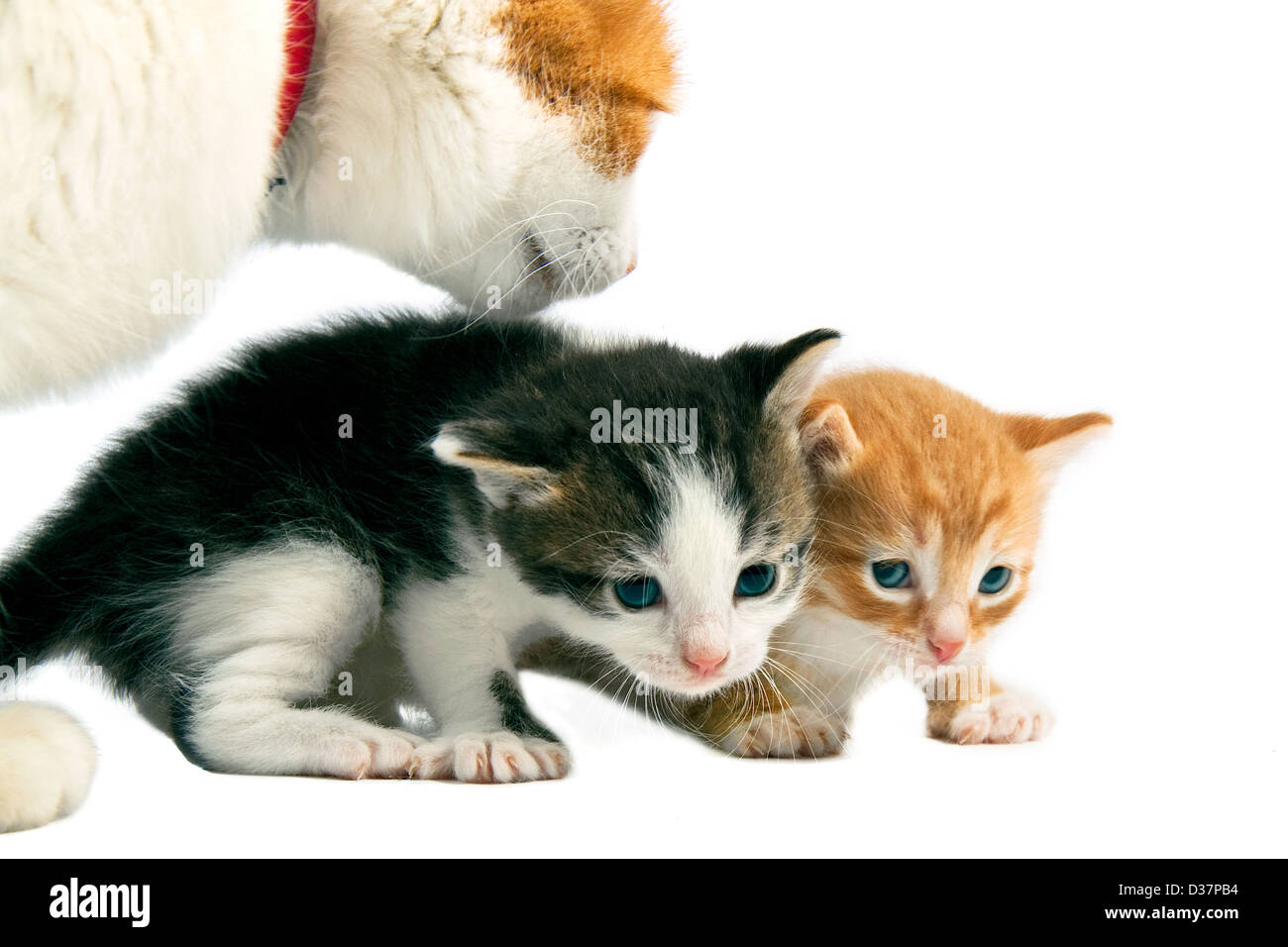 mother a cat looks after kittens Stock Photo - Alamy