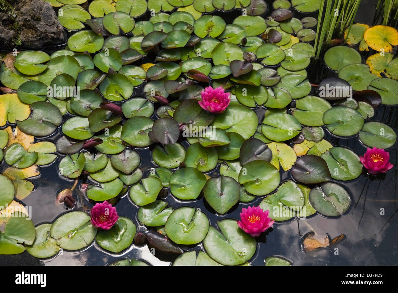 Floating lilies hi-res stock photography and images - Alamy