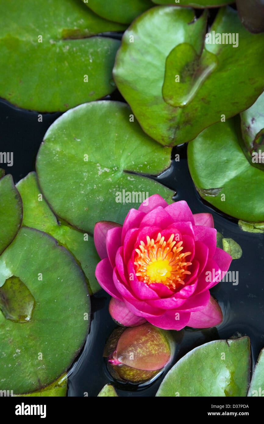 Floating lilies hi-res stock photography and images - Alamy