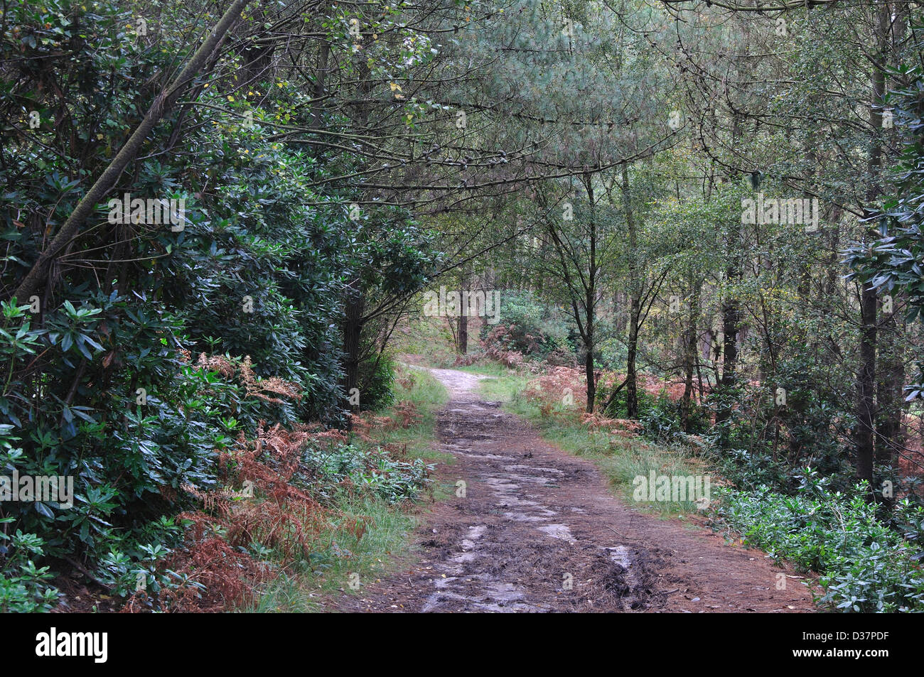 A forest track in Autumn UK Stock Photo - Alamy
