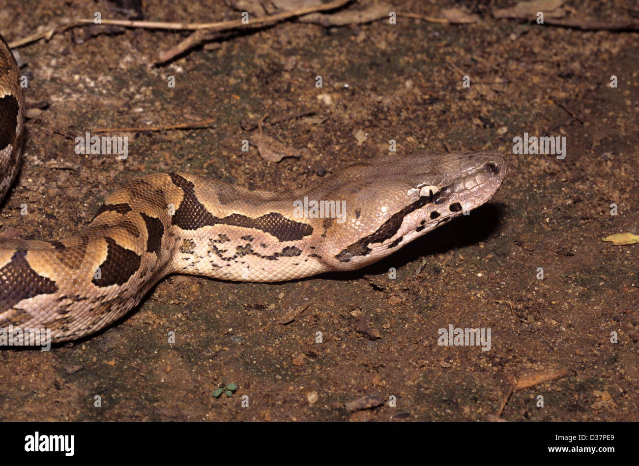Close-up of Head Madagascar Ground Boa aka Madagascar Boa, Acrantophis ...
