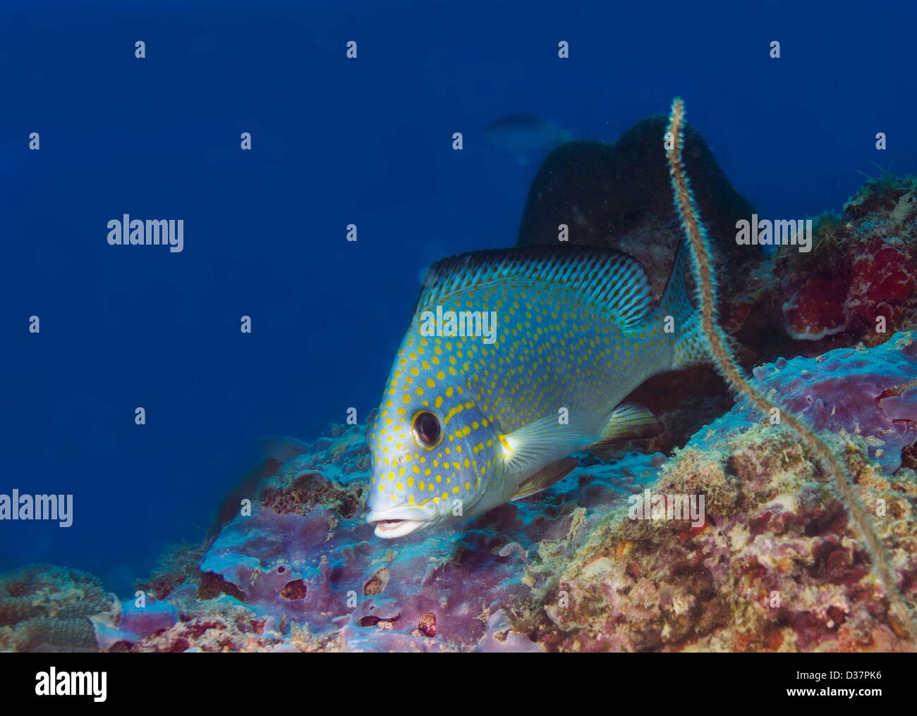 Gold-Spotted Sweetlips, Plectorhinchus flavomaculatus, Palawan ...