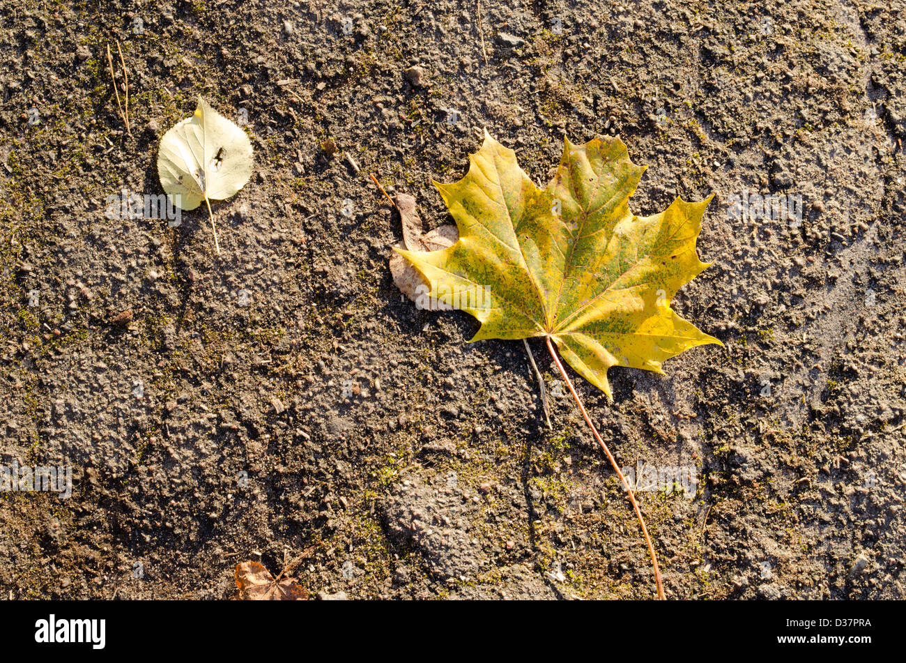 The tree of lie hi-res stock photography and images - Alamy