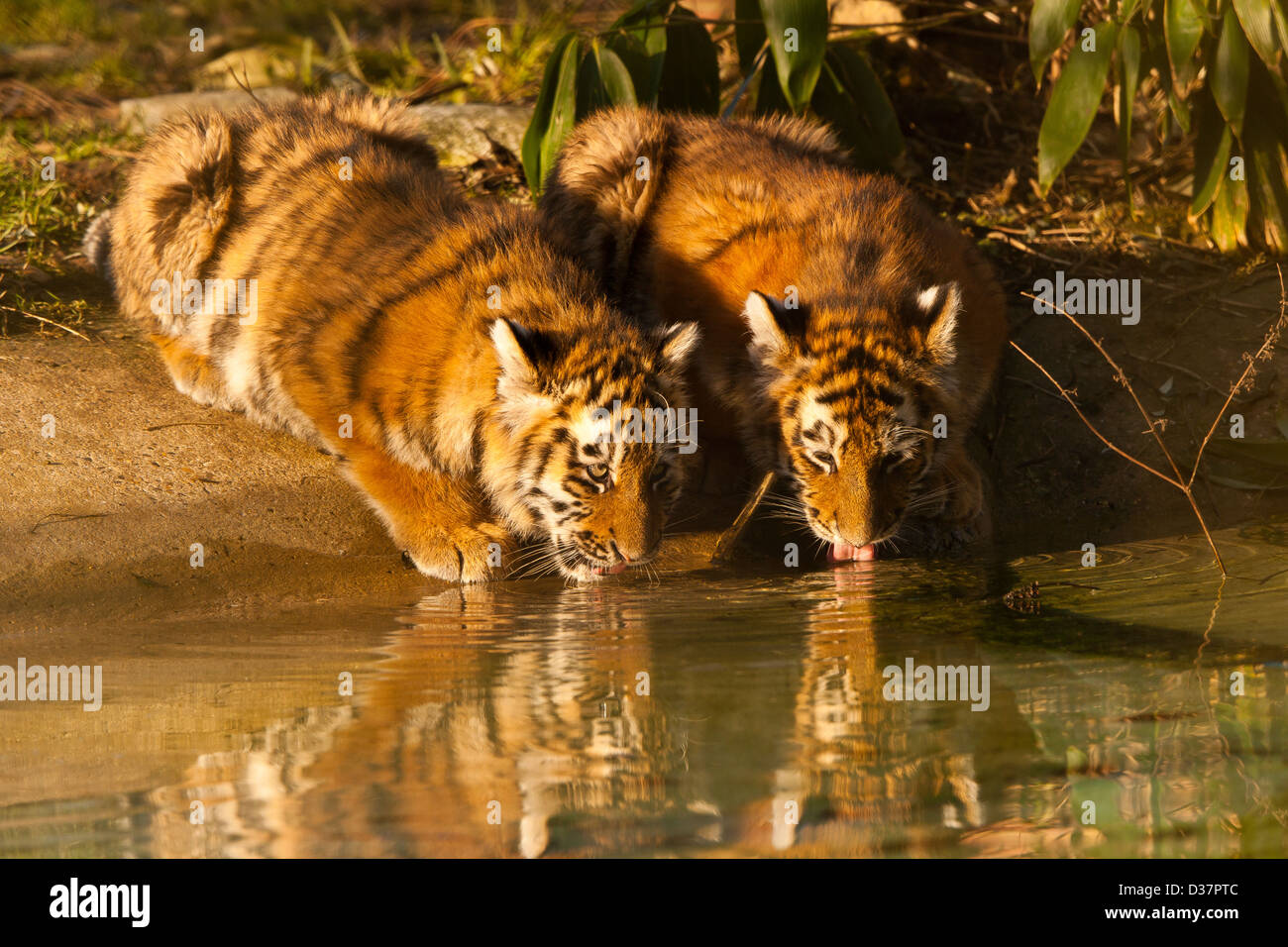 Two Siberian/Amur Tiger Cubs (Panthera Tigris Altaica) Drinking From ...