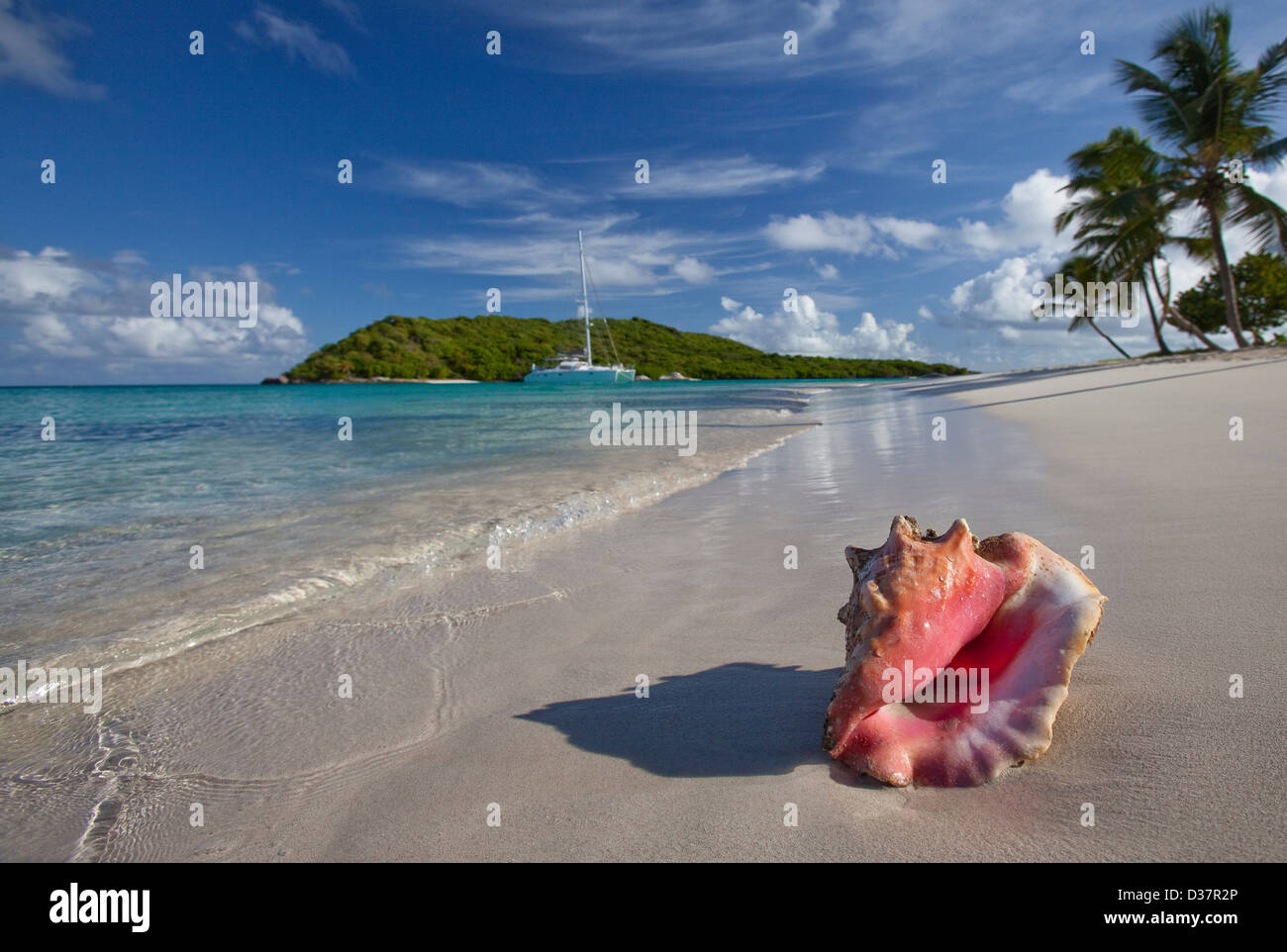 Conch shell indian hi-res stock photography and images - Alamy