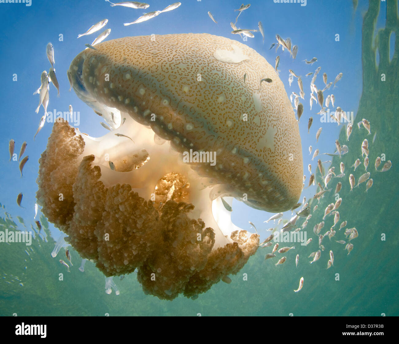 Jellyfish swimming underwater Stock Photo - Alamy