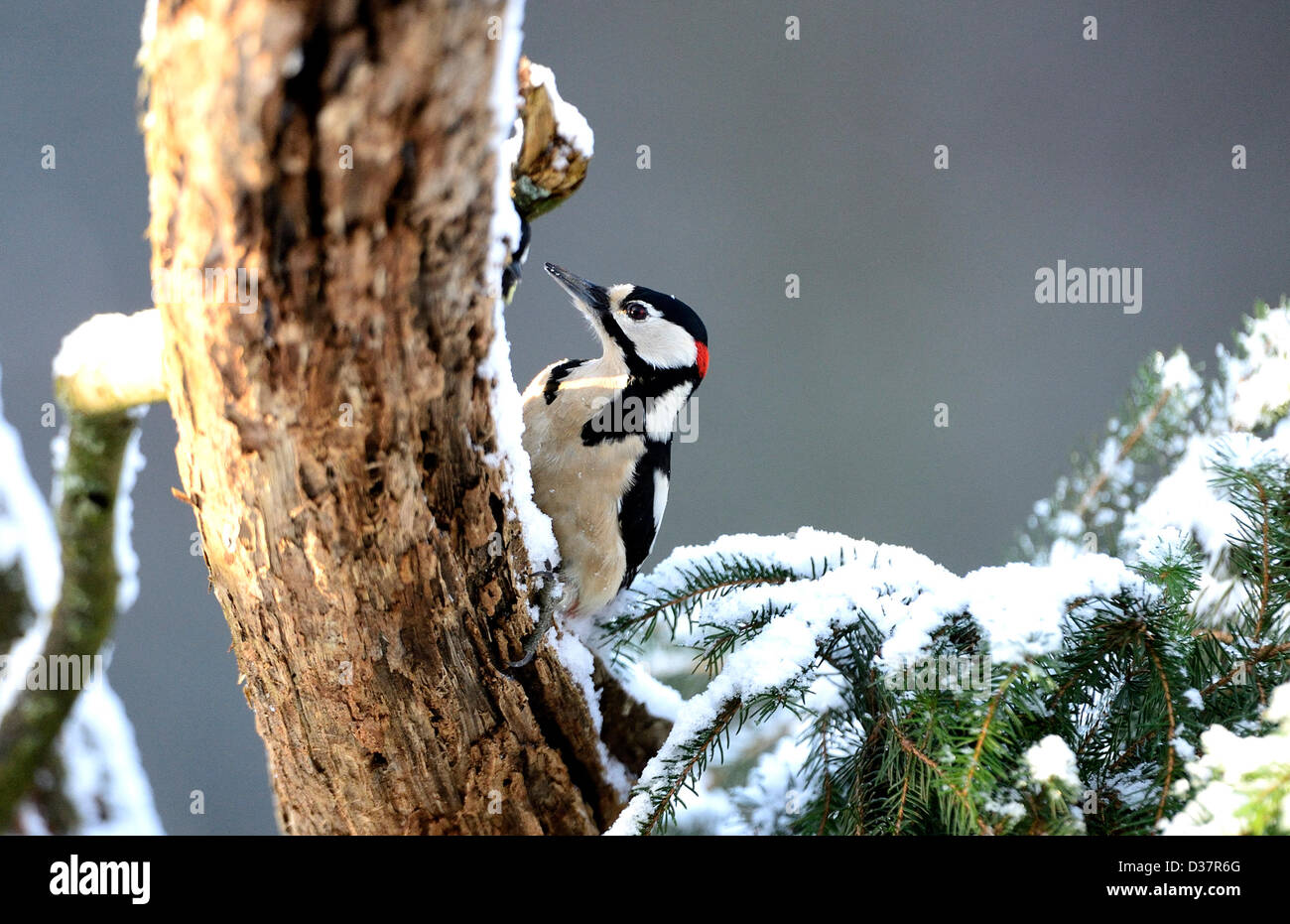 Colorful woodpecker hi-res stock photography and images - Alamy
