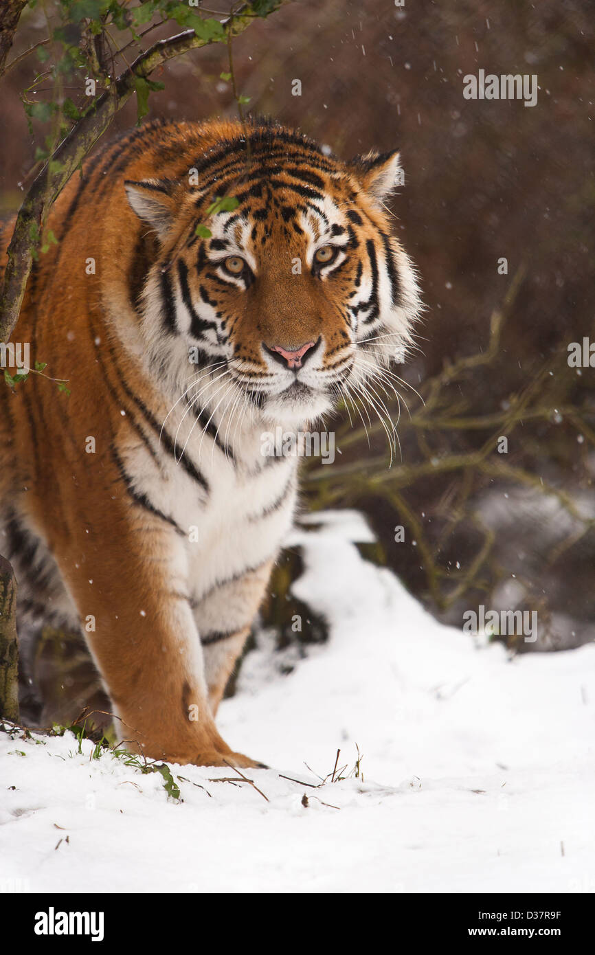 Siberian tiger snow forest hi-res stock photography and images - Alamy