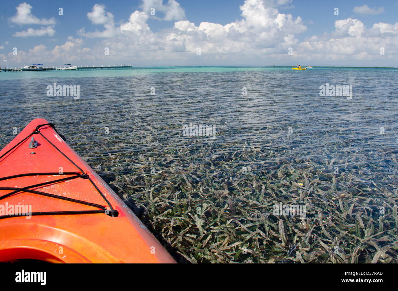Belize, Caribbean Sea, Southwater Cay. Kayaking in the clear waters off ...