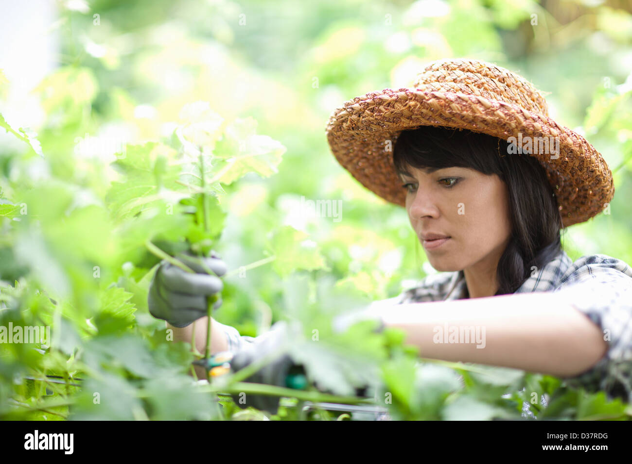 Woman working in garden Stock Photo - Alamy