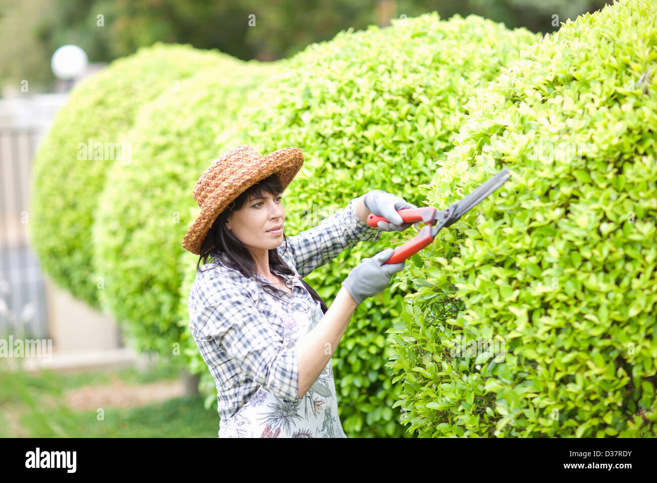 Woman trimming hedges in garden Stock Photo - Alamy