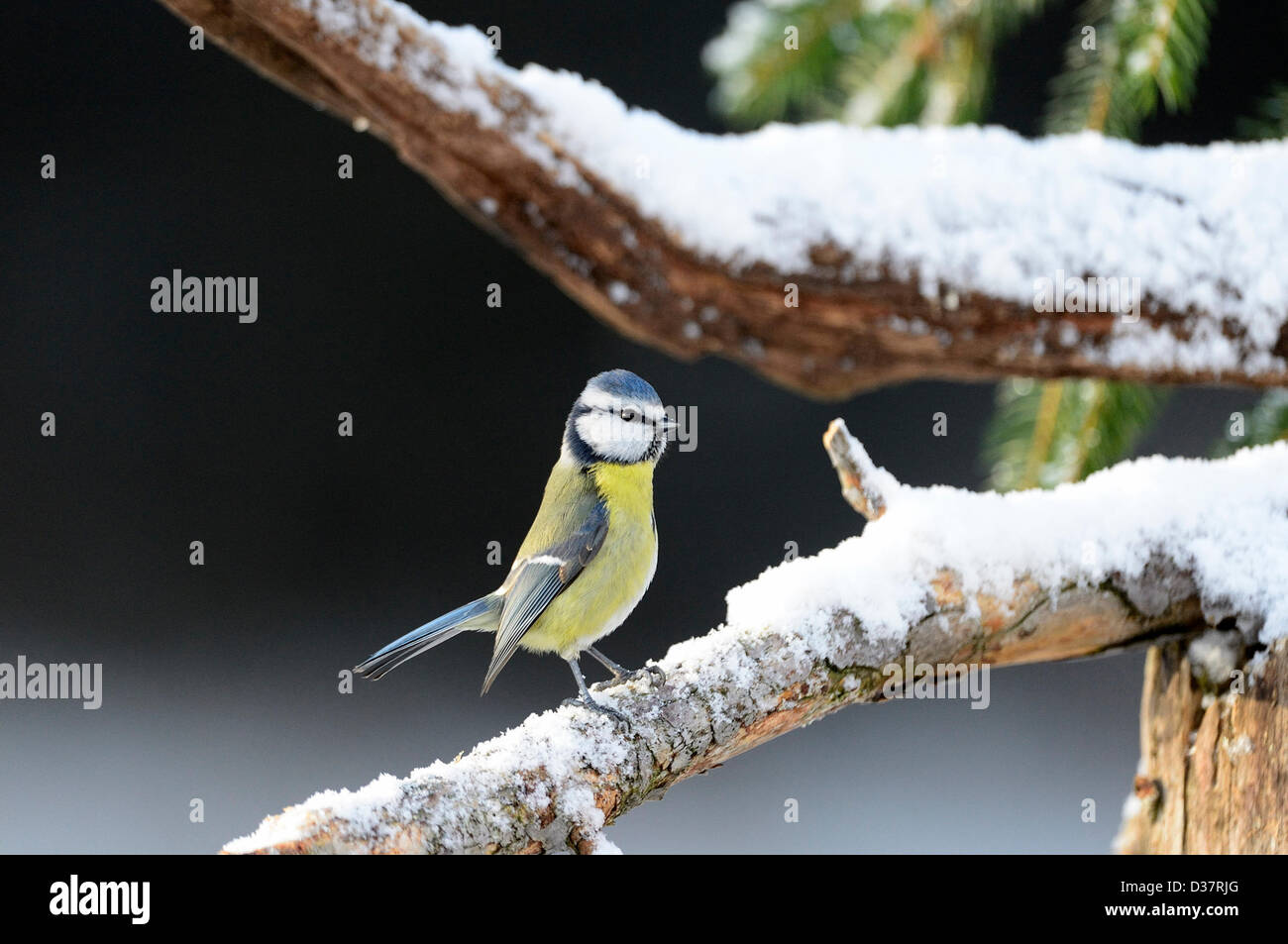 Blaumeisen hi-res stock photography and images - Alamy