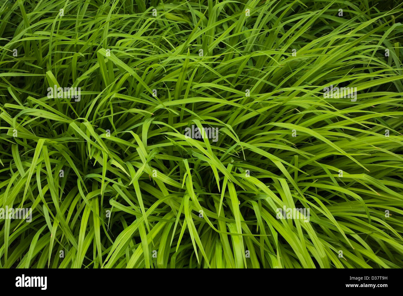 Grass in wind hi-res stock photography and images - Alamy