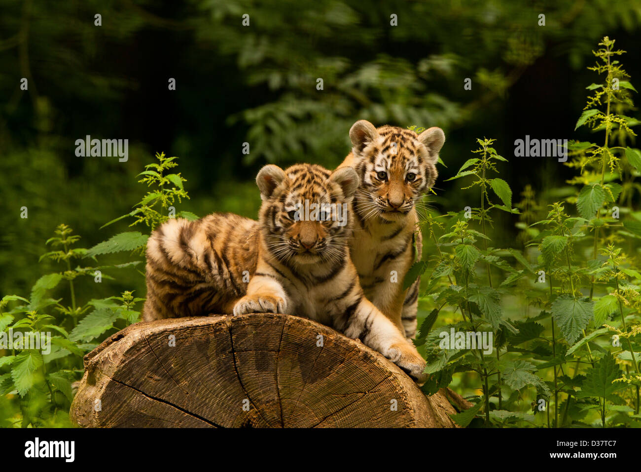 Two Siberian/Amur Tiger Cubs (Panthera Tigris Altaica) Sitting On Tree ...