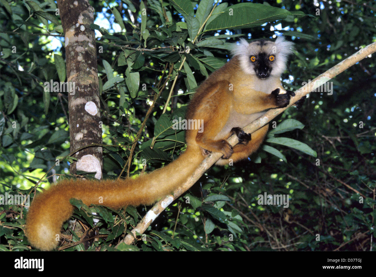 Portrait of Female Black Lemur, Eulemur macaco macaco, Slinging to Tree ...