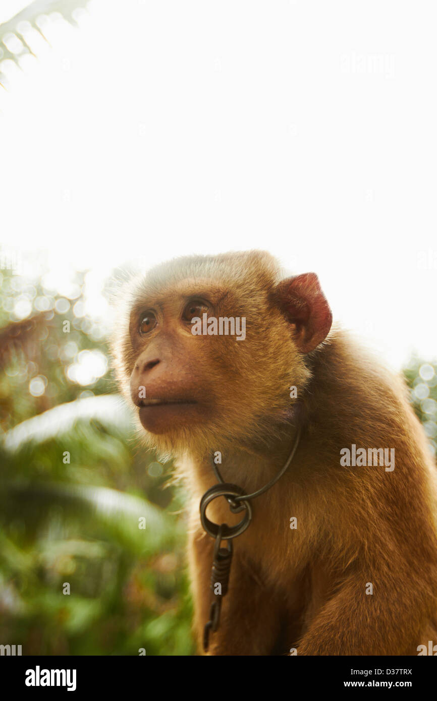 Thailand, Portrait of young macaque monkey Stock Photo - Alamy