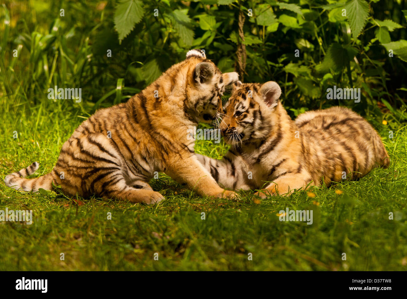 Two Siberian/Amur Tiger cubs (Panthera Tigris Altaica) Playing Together ...
