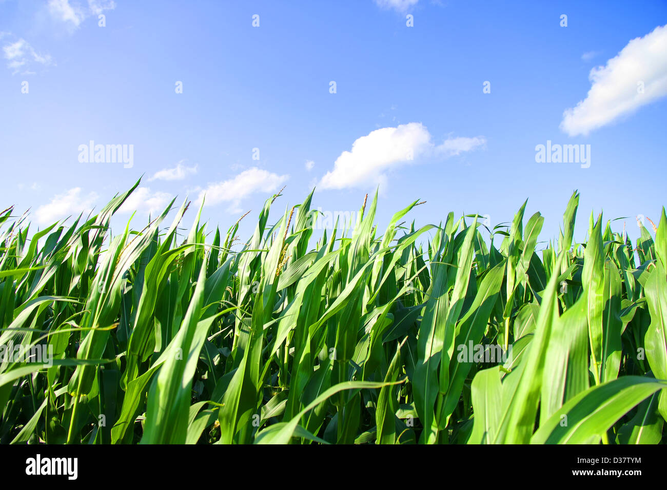 A Corn field under a blue sky Stock Photo - Alamy