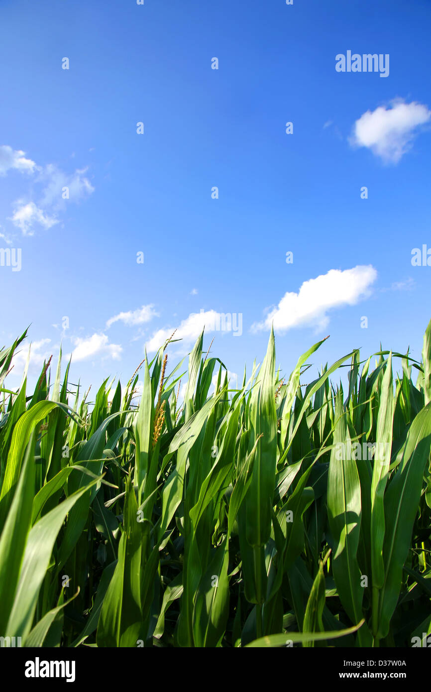 A Corn field under a blue sky Stock Photo - Alamy