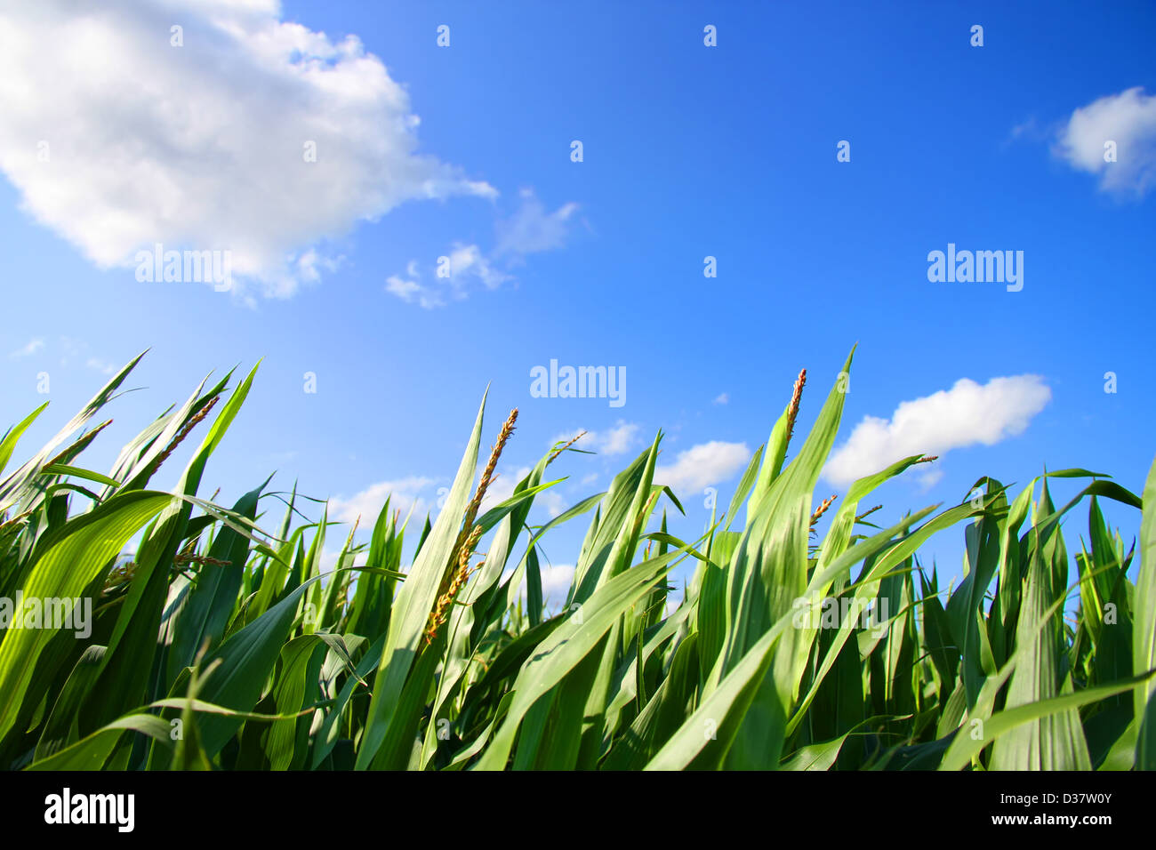 A Corn field under a blue sky Stock Photo - Alamy