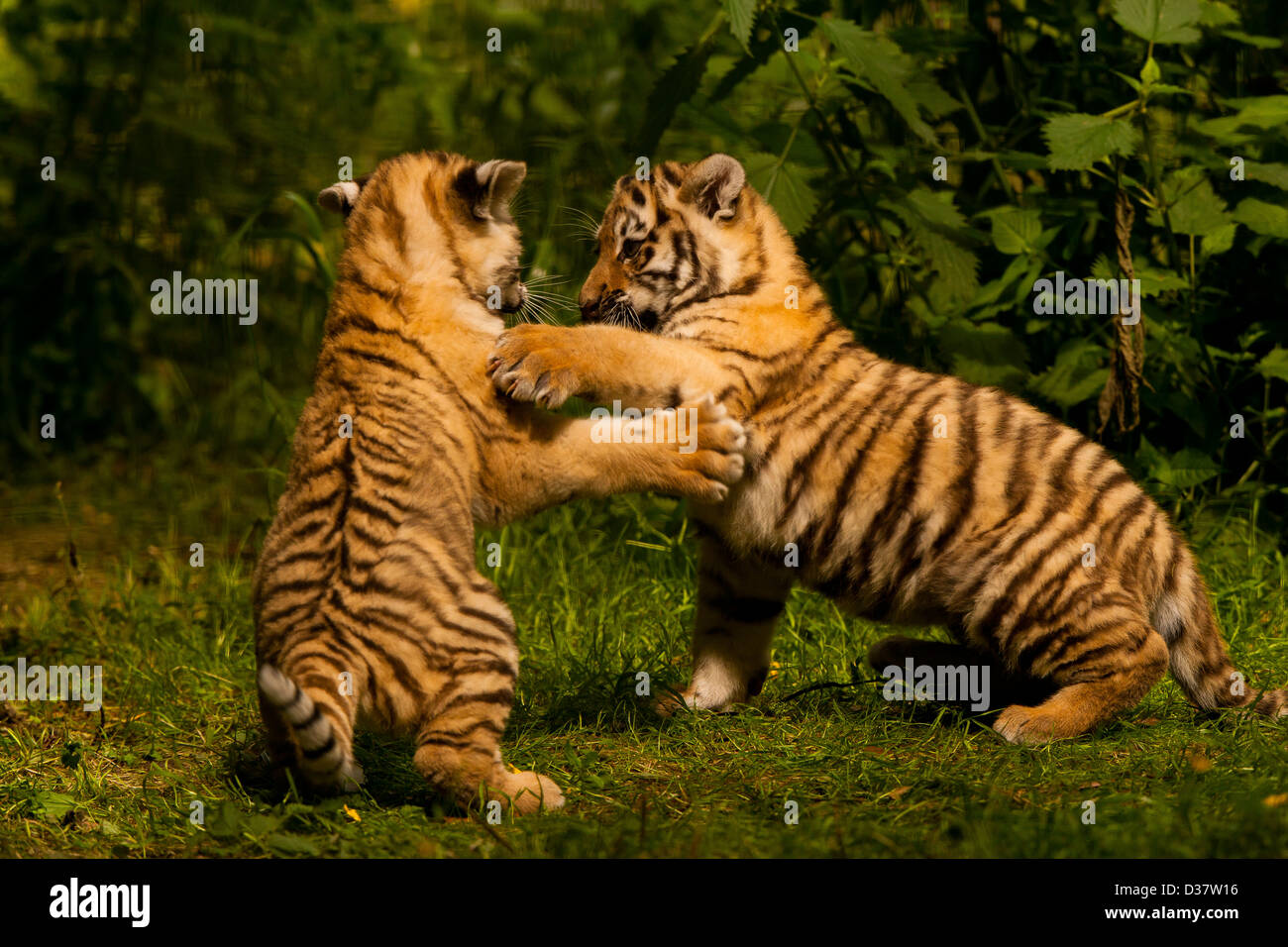 Two Siberian/Amur Tiger Cubs (Panthera Tigris Altaica) Playing Together Stock Photo - Alamy