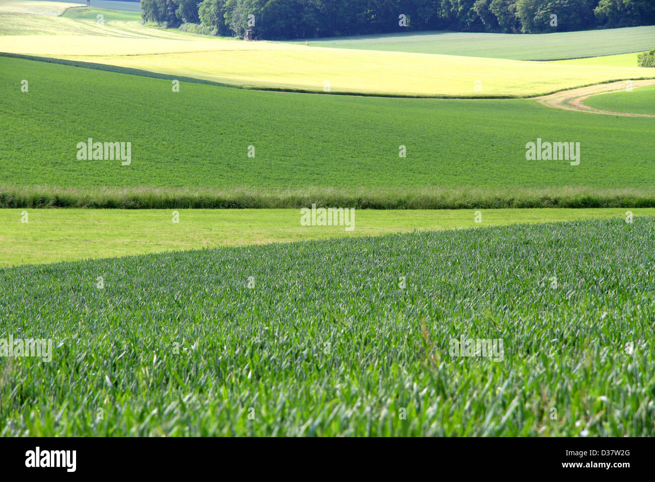 A typical german landscape with different fields and a forest Stock ...