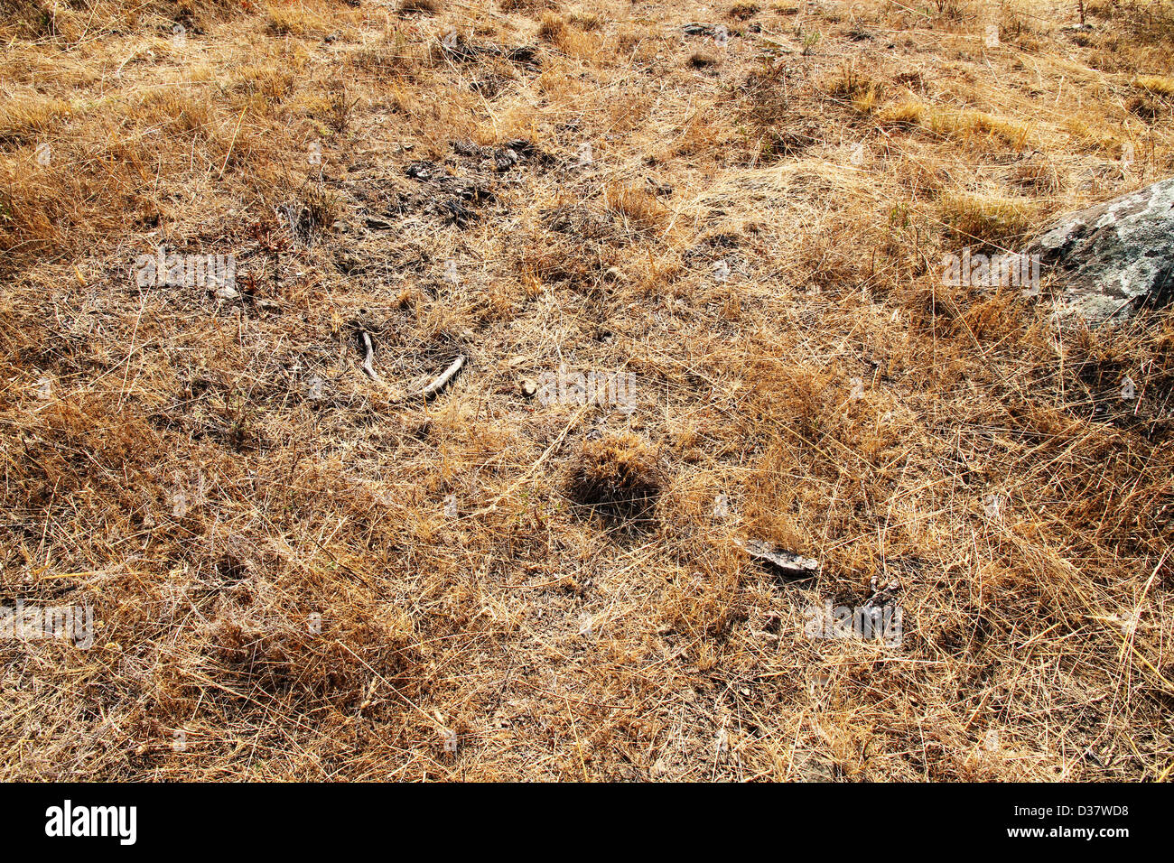 Plant desert wasteland dryness hi-res stock photography and images - Alamy