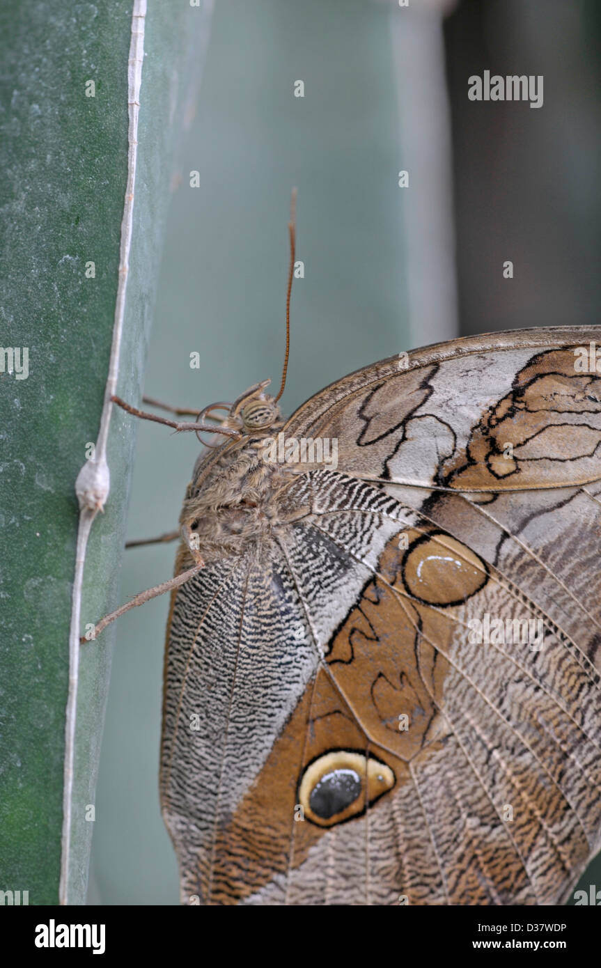Owl Butterfly: Caligo sp. Butterfly house, Surrey, England Stock Photo ...