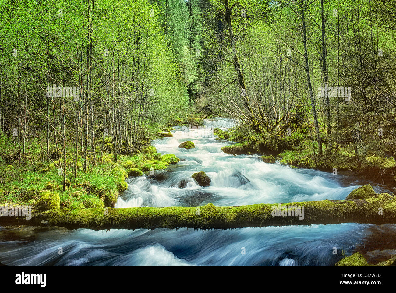Roaring River with new Spring growth. Oregon Stock Photo - Alamy