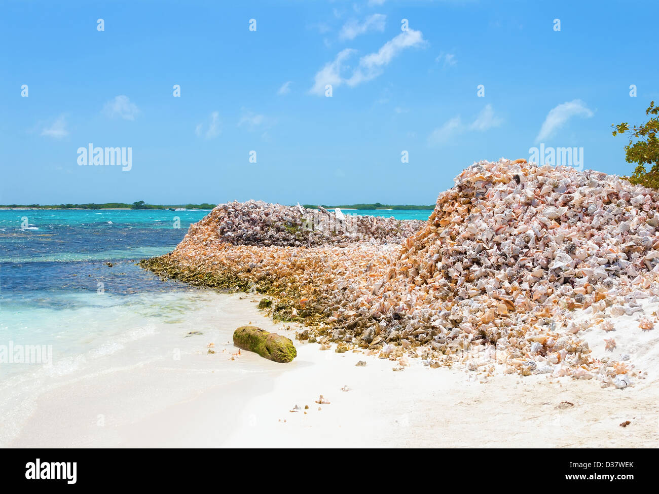 Queen conch shell on beach hi-res stock photography and images - Alamy