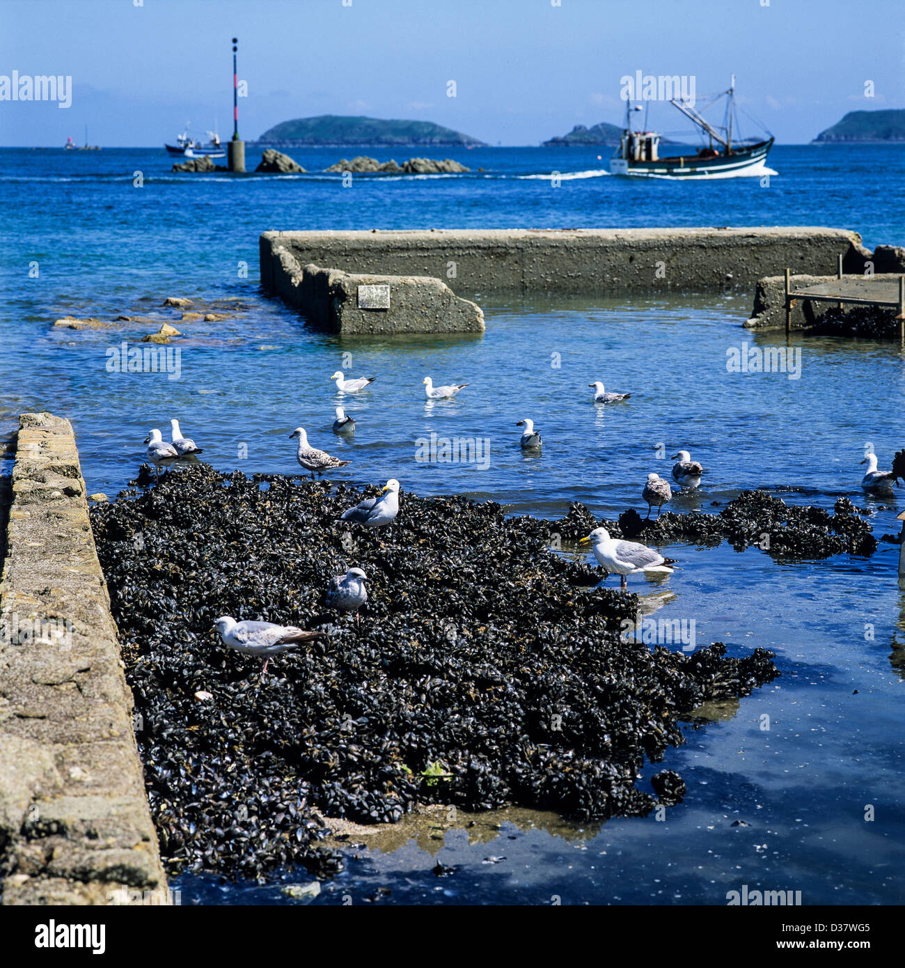 Seagulls eating mussels "Pors-Even" harbour Brittany France Stock Photo ...