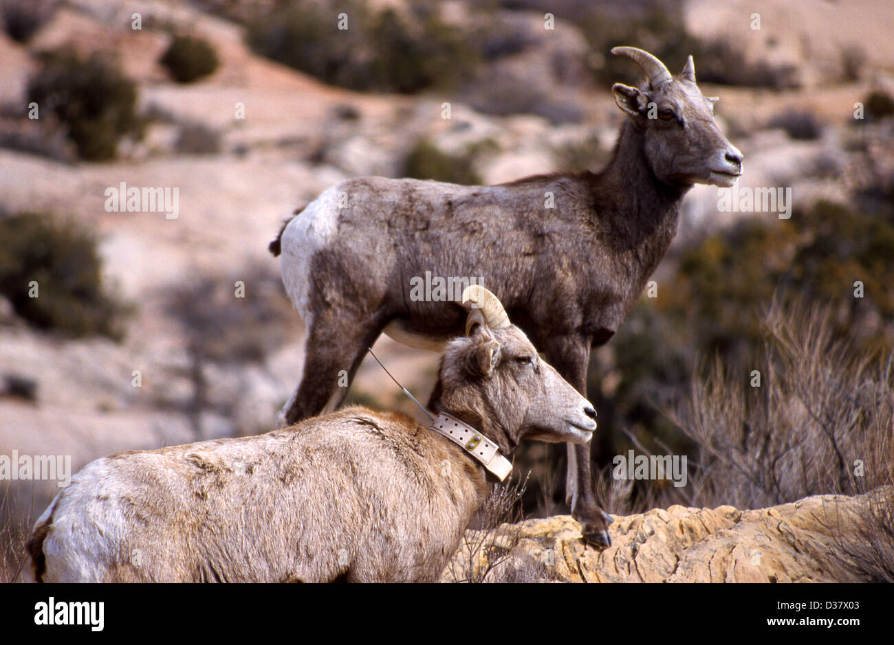 Radio tracking collars hi-res stock photography and images - Alamy