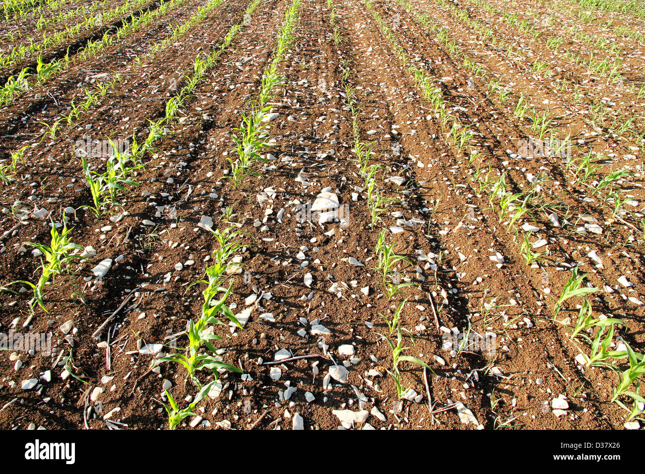 A newly sowed field with corn plants Stock Photo - Alamy