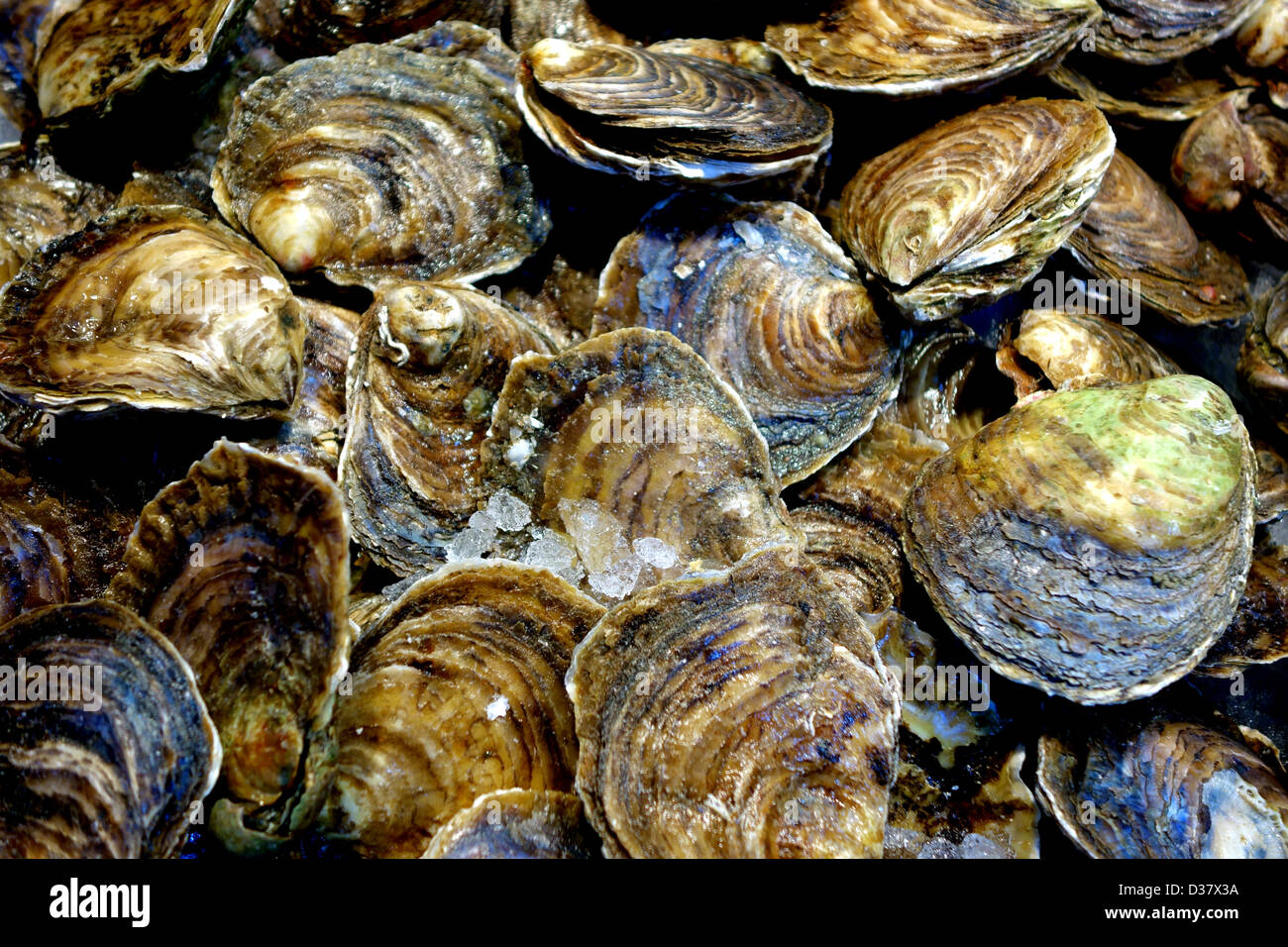 Oysters in shells hi-res stock photography and images - Alamy