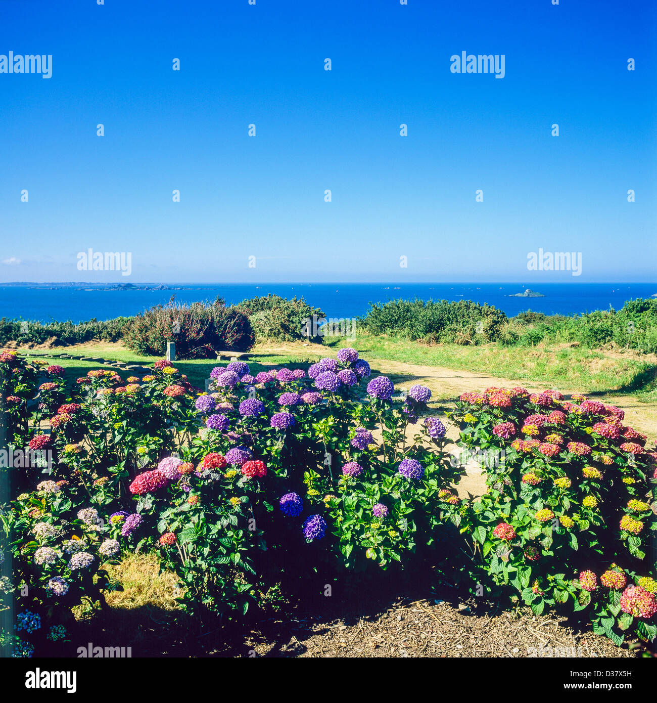 Hydrangea flowers at seaside "Plouezec" Brittany France Stock Photo - Alamy