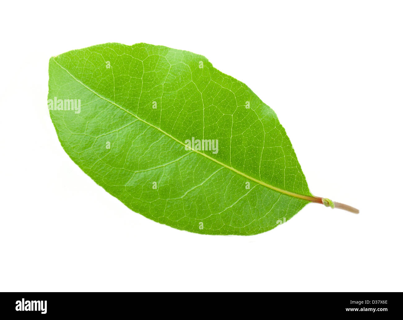 Laurus leaf isolated on white background Stock Photo - Alamy