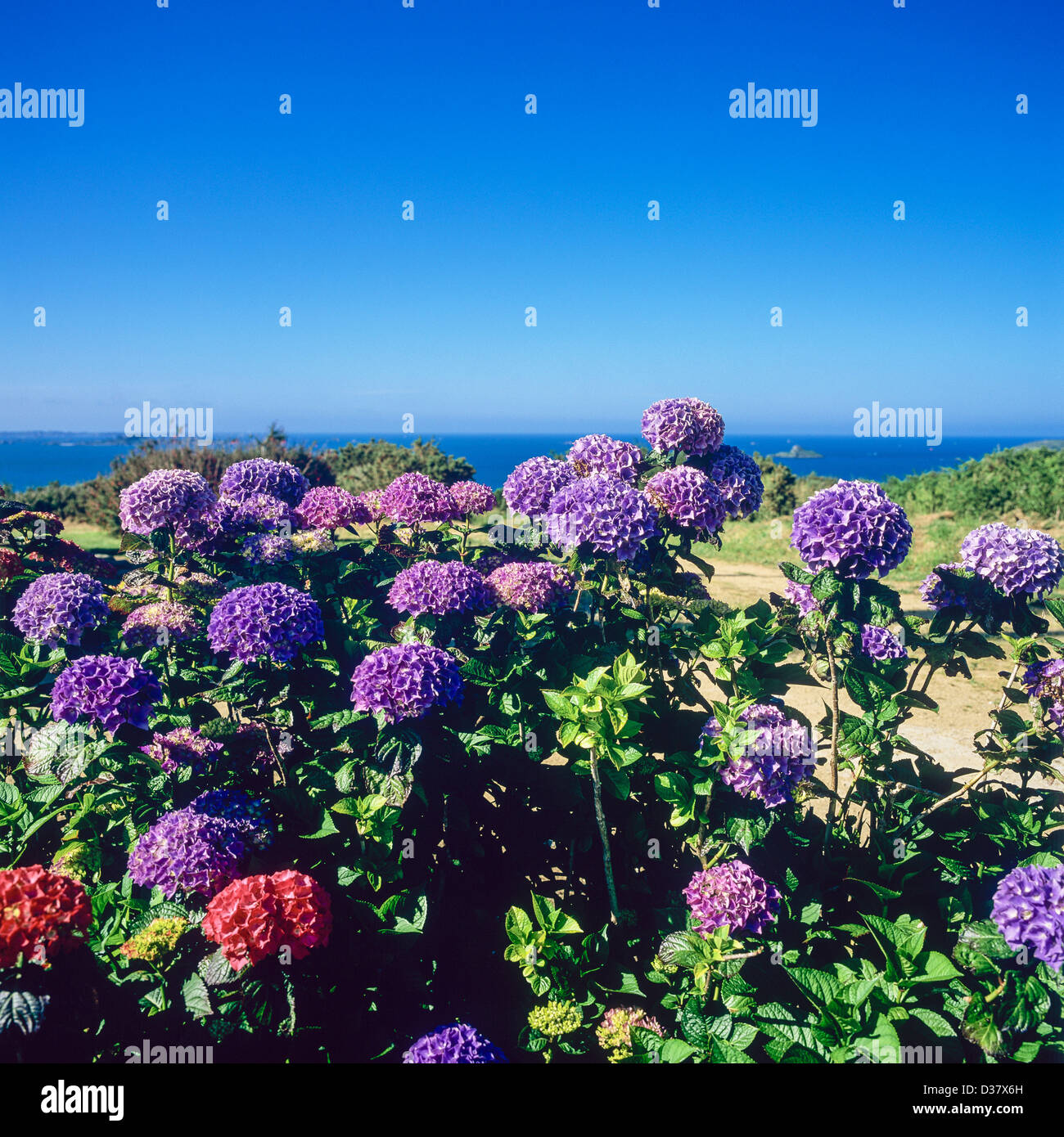 Hydrangea flowers at seaside "Plouezec" Brittany France Stock Photo - Alamy