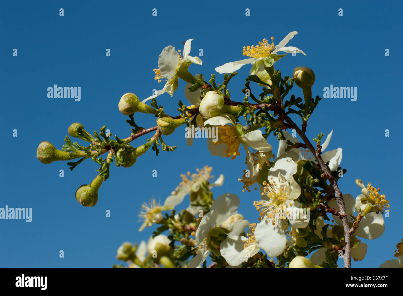 Cliffrose hi-res stock photography and images - Alamy