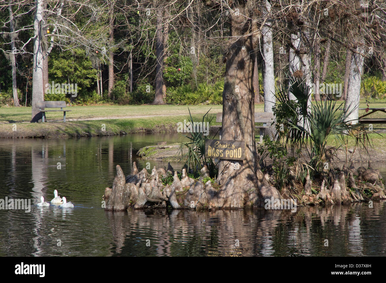Pond cypress tree hi-res stock photography and images - Alamy