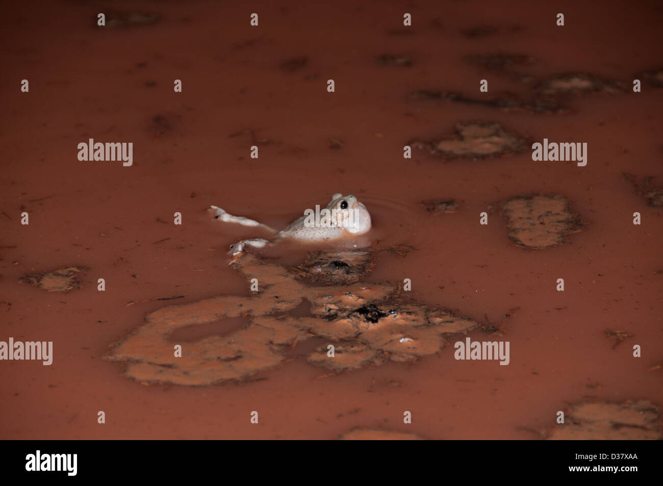 Desert amphibian hi-res stock photography and images - Alamy