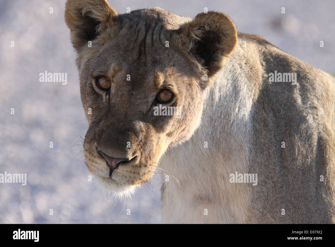 The lionness hi-res stock photography and images - Alamy