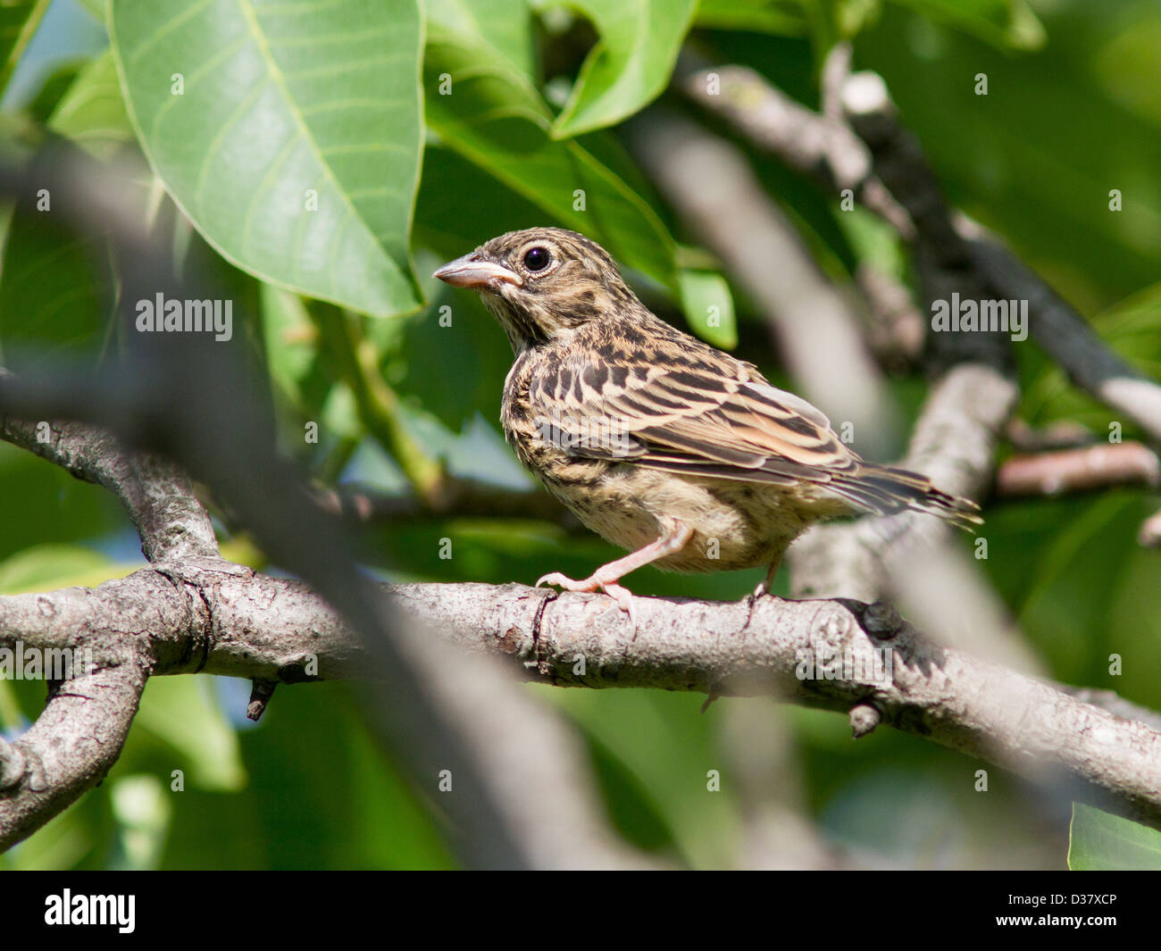 The young bird ortolan sitting deep in the bush on a branch Stock Photo ...