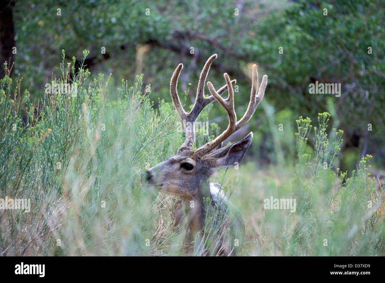 Mule deer are commonly seen in Arches National Park, Utah. This species ...