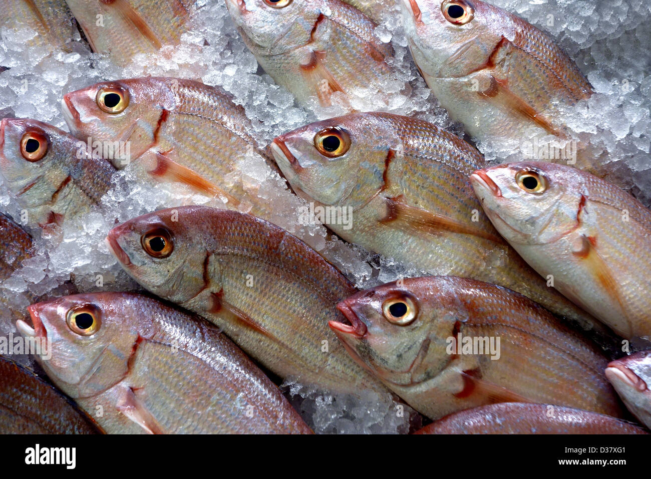 Fresh fish in supermarket display in Santa Cruz de Tenerife, Canary ...