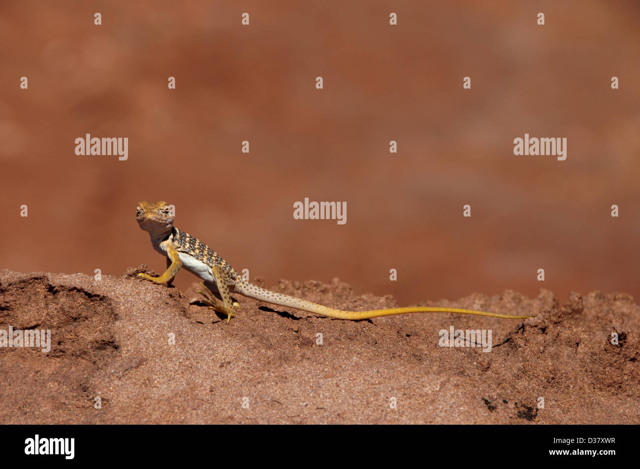 A photo of a collared lizard in Arches National Park, Utah. The image ...